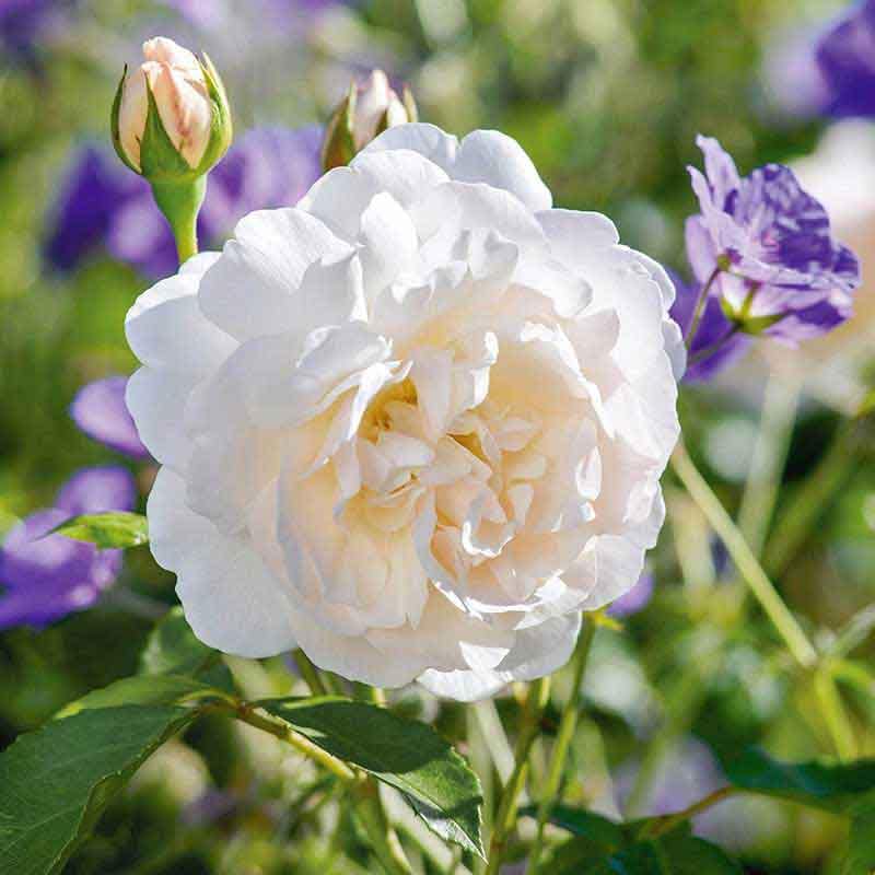 David Austin Lichfield Angel® (Ausrelate) English Shrub Rose