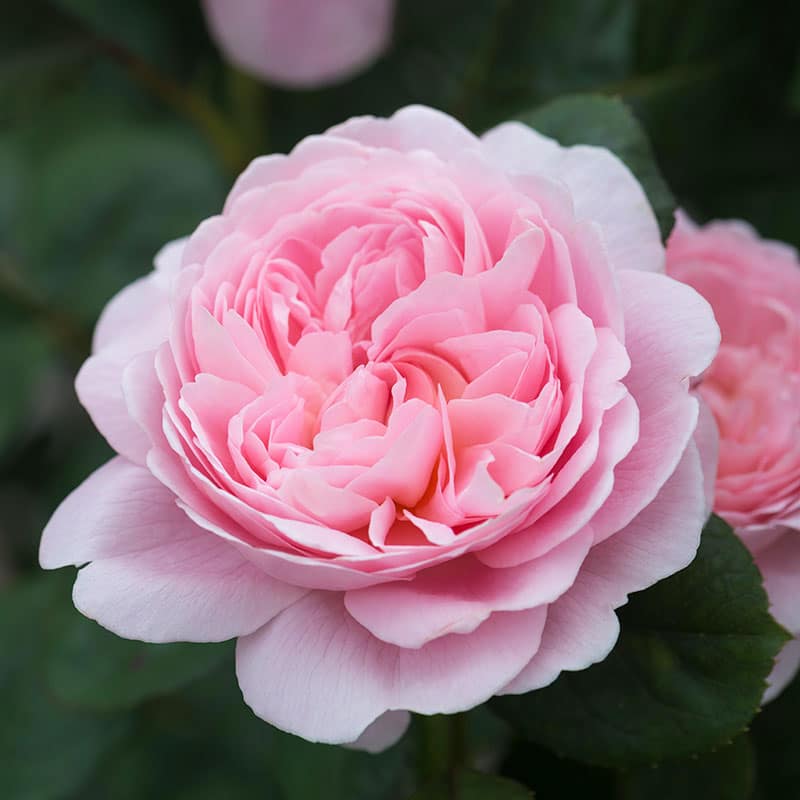 David Austin Queen Of Sweden® (Austiger) English Shrub Rose
